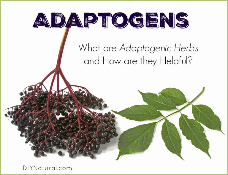 Adaptogens and Immunity - CBD Health and Wellness