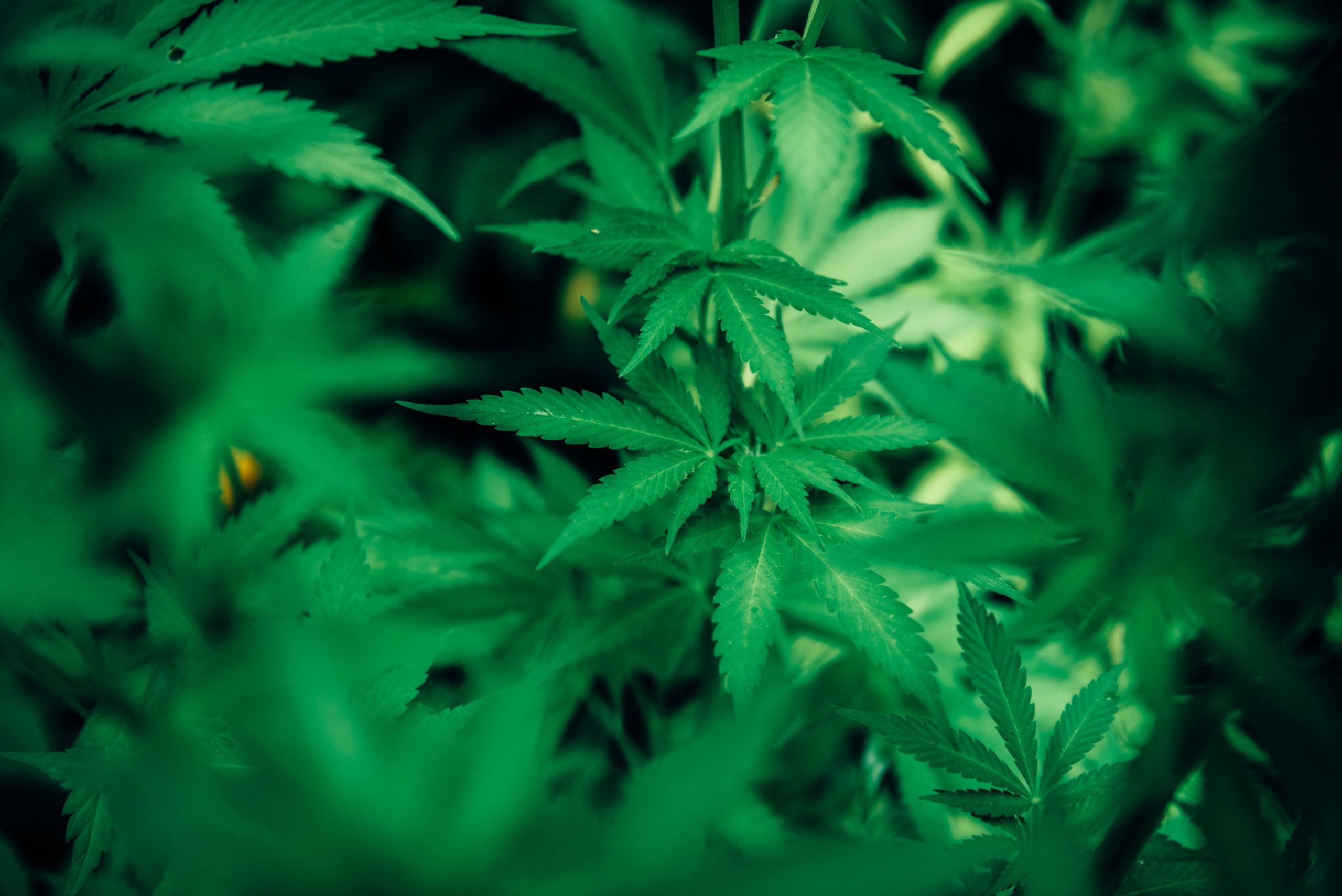 Origins of Common Cannabis Terms - CBD Health and Wellness