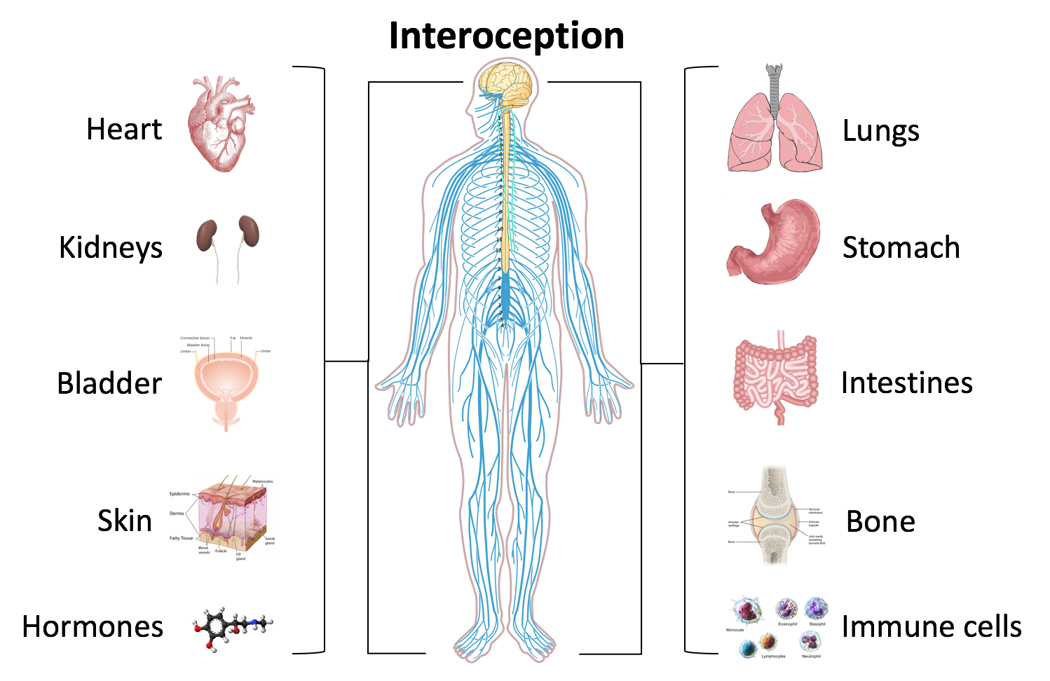 ECS vs other systems in the body: why it's unique - CBD Health and Wellness
